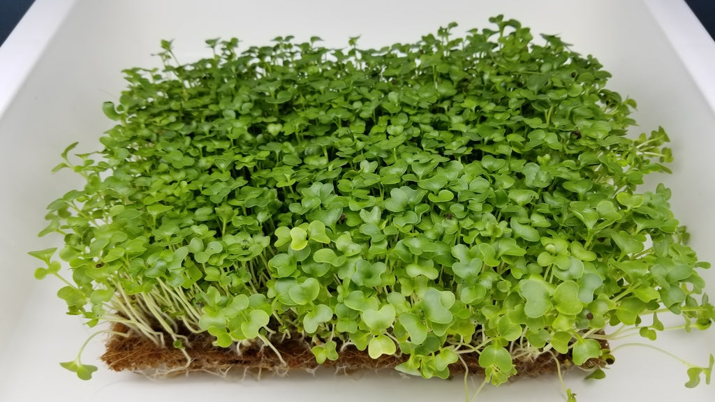 Kale Microgreens – LongIslandMicrogreens.com - Pure Microgreens LI, Inc.