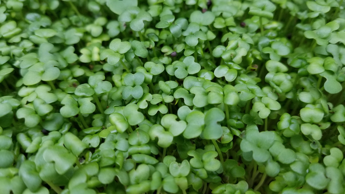 Mustard Microgreens – LongIslandMicrogreens.com - Pure Microgreens LI, Inc.